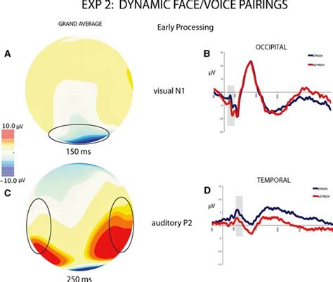 Summary Of Experiment 2 Early Processing Results A Grand Average Download Scientific Diagram