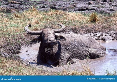 Large Water Buffalo With Huge Horns Stock Image Image Of Nature