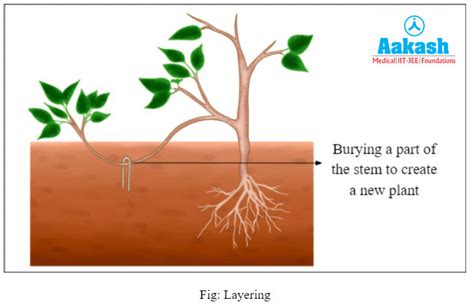 Vegetative Propagation Youtube