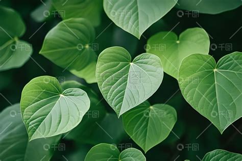 绿色植物ai数字艺术 健康自然清新风心形叶子纹理细节绿色植物场景商业照片 Ai图片免费下载 Png格式 4032像素 编号72342612 千图网