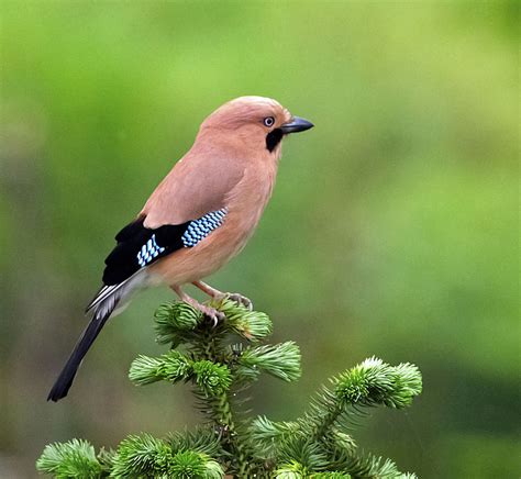 松鸦图册 360百科