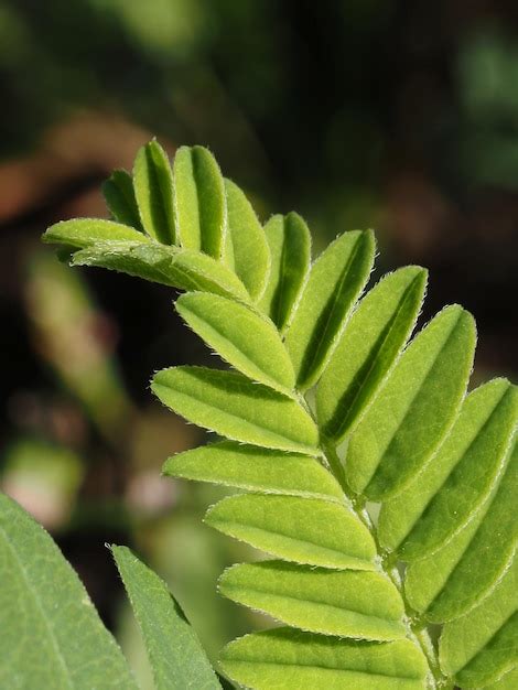 Page 2 Pteridium Images Free Download On Freepik