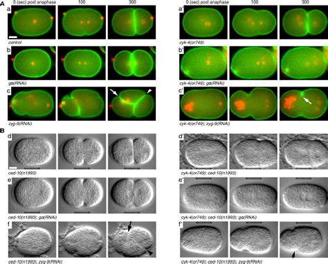 figure 3 from the rhogap domain of cyk 4 has an essential role in rhoa activation semantic scholar