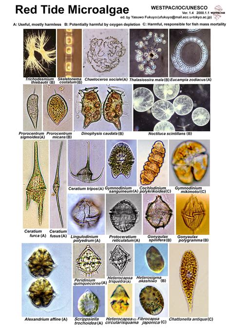 Marine Zooplankton Identification Some Common Sources Of Planktonic