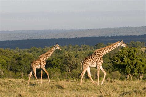 Masai Giraffe Giraffa Camelopardalis Masai Mara National Reserve