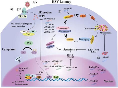 Transcriptional Regulation Of Latency Associated Transcripts Lats Of Herpes Simplex Viruses