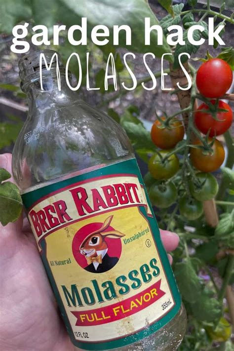 How To Use Molasses In Compost And Fertilize Your Garden The Compost Culture