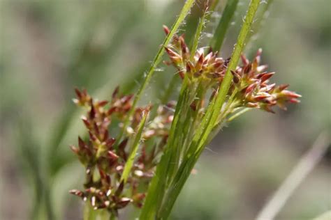 Luzula Luzuloides Die Wildstaudengärtnerei Ag