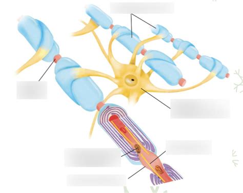 Oligodendrocytes Diagram Quizlet