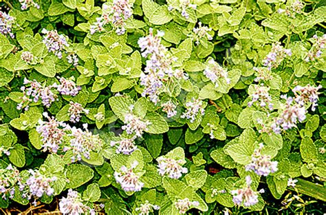 Catnip Seeds Eden Seeds