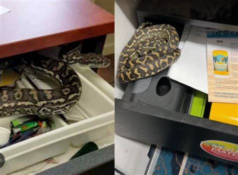 Python Found In The Bar Managers Desk Drawer Video
