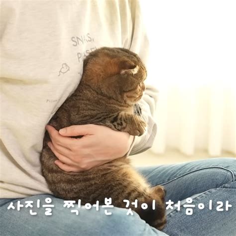 룰루lulu🇰🇷 From Claireluvcat Kittisaurus Kittisaurus