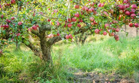 Ever Wonder About Growing Apple Trees From Seed Hummingbird Acres