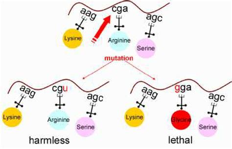 A Mutation On Exon Part May Be Either Harmless Or Lethal Depends On