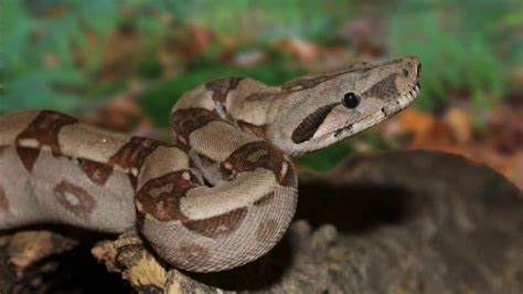 Ball Python Vs Boa Constrictor Key Differences Explained