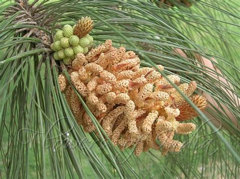 Pinus Roxburghii Chir Pine