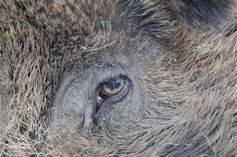 Mata Babi Hutan Foto Stok Unduh Gambar Sekarang Babi Celeng