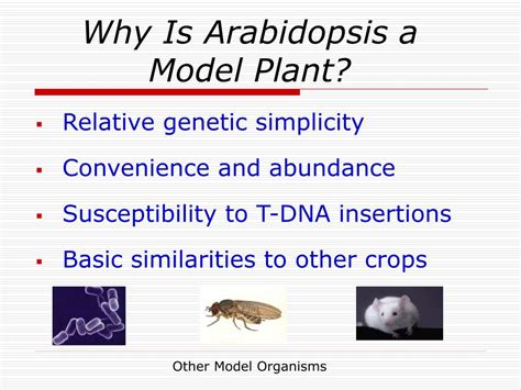 Ppt Arabidopsis Thaliana Powerpoint Presentation Free Download Id410483