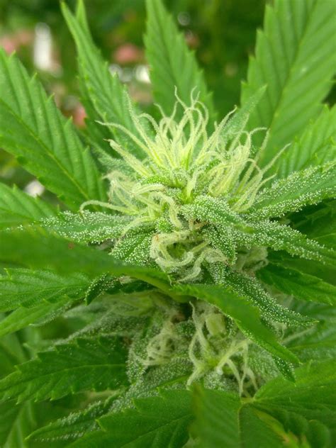 Jack Herer Aka Jh The Jack Premium Jack Platinum Jack Weed Strain