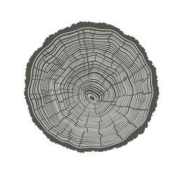 Tree Rings Royalty Free Vector Image VectorStock