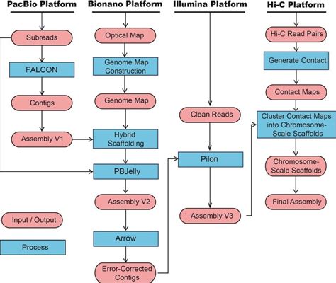 Figure S2 Data Generation And De Novo Assembly Pipeline Download