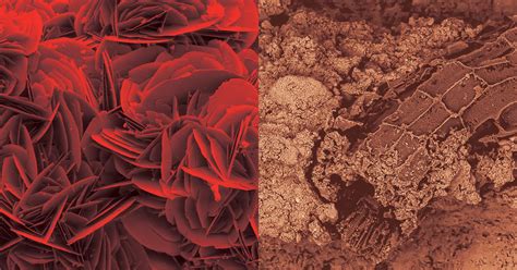 New Techniques For Determining Soil Identities Revista Pesquisa Fapesp