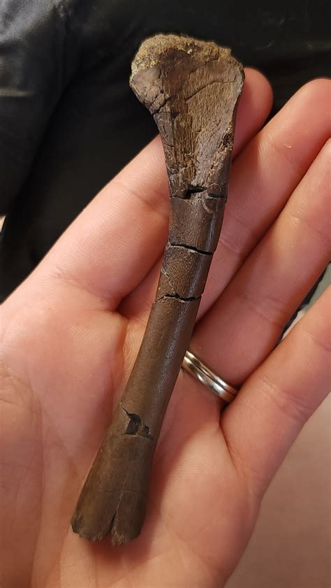 Fossil Preparation Services Fossil Oasis