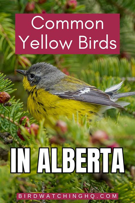 16 Birds That Are Yellow In Alberta Id Guide In 2025 Yellow Bird