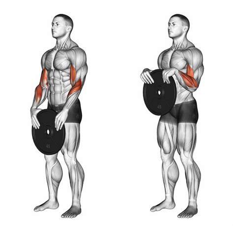 How To Do Bicep Curls Properly Aqf Sports