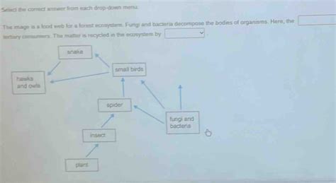Solved Select The Correct Answer From Each Drop Down Menu The Image Is A Food Web For A Forest