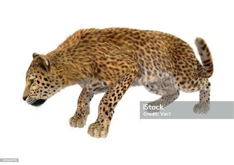 3d 렌더링 큰 고양이 화이트 레오 파 드 0명에 대한 스톡 사진 및 기타 이미지 0명 3차원 형태 고양잇과 Istock