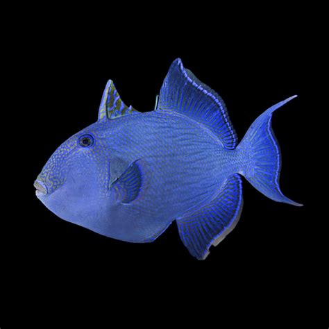 Predator Fish