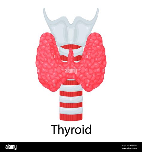 Thyroid Human Organ Isolated On White Background Vector Illustration Flat Design Stock Vector