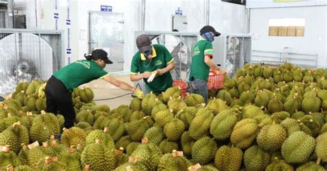 한 통이면 닭 세 마리중국서 부의 상징 된 악마의 과일