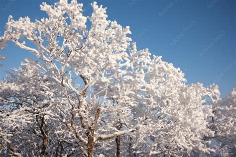 대한민국 한국의 눈덮인 나무가 가득한 숲의 상고대와 눈꽃이 만연한 겨울 설산의 풍경 Stock Foto Adobe Stock