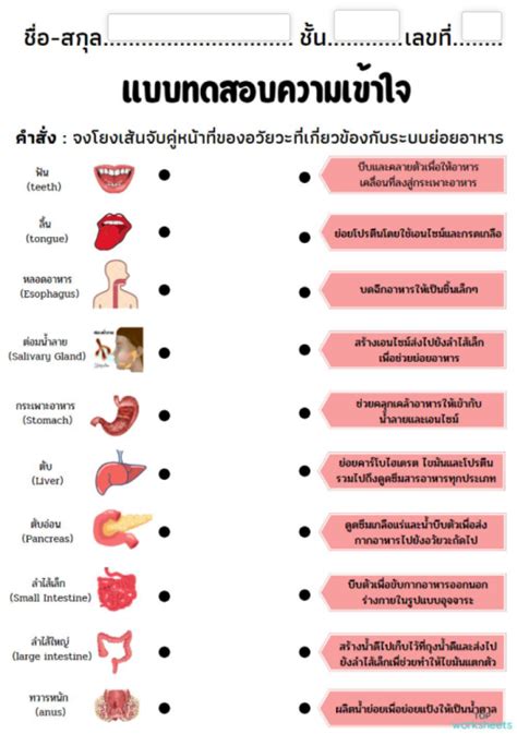 ใบงานโยงเส้นจับคู่เรื่องระบบย่อยอาหาร ใบงานเชิงโต้ตอบ Topworksheets