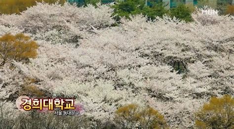 경희대학교 한폭의 벚꽃사진 인스티즈 Instiz 이슈 카테고리