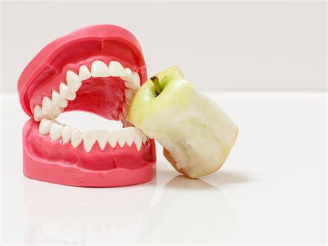 Premium Photo Layout Of The Human Jaw And Apple Core Beside It
