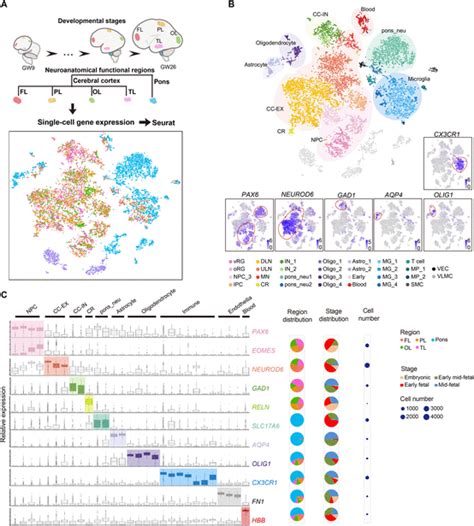 Single Cell Transcriptome Analysis Reveals Cell Lineage Specification