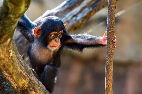 Similarities In Human And Chimpanzee Behavior Support Evolutionary Basis For Risk Taking