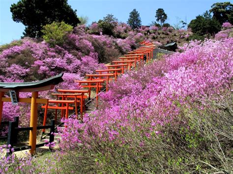 宮津の春を彩るミツバツツジフォトジェニックな絶景スポット 宮津市ホームページ