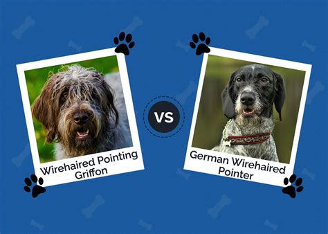 Wirehaired Pointing Griffon Vs German Wirehaired Pointer Differences