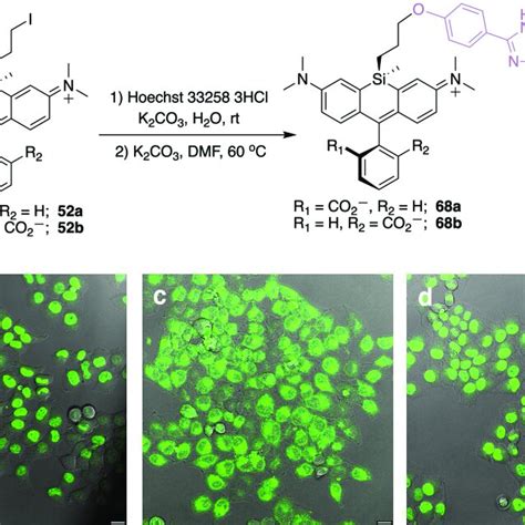 Synthesis And No Wash Live Cell Imaging With Si Bridge Dyes 68a B A Download Scientific