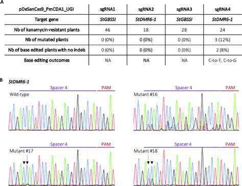 Crispr Sacbe Mediated Base Editing In Potato A Table Summarizing The Download Scientific