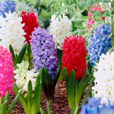 Reviews For Garden State Bulb 15 16 Cm Hyacinth Bulbs Giant Mixed Bag