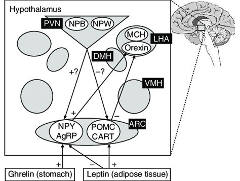 Simplified Schematic Overview Of The Hypothalamic Structures Involved Download Scientific