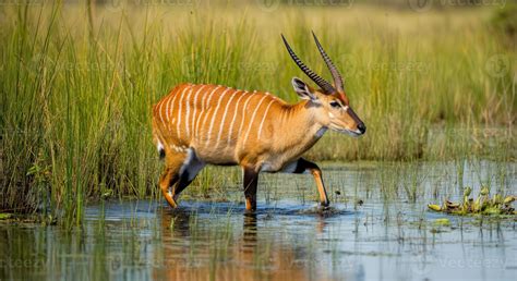 African Sitatunga Antelope In Wetland Habitat With Lush Vegetation