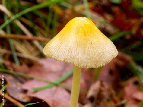 Yellow Field Cap Mushroom Bolbitius Titubans Sometimes Called The Egg