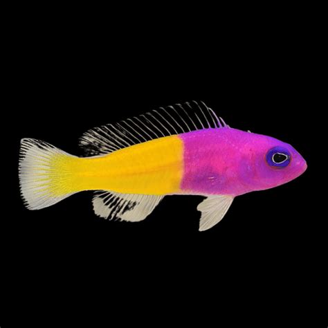False Gramma Pictichromis Paccagnellae Sims Tropical Fish Tropical Fish Aquarium Fish Store