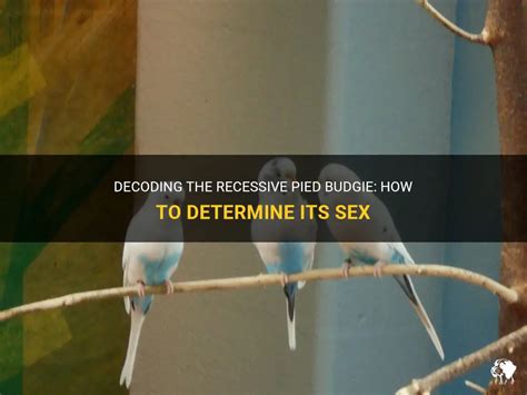 Decoding The Recessive Pied Budgie How To Determine Its Sex PetShun